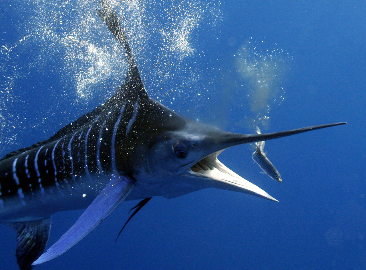 pase en barco: Canarias, paraíso del Marlin pase en barco: Canarias, paraíso del Marlin