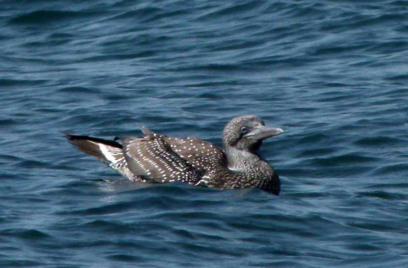 Excursiones Fuertecharter | Alcatraz común en Fuerteventura